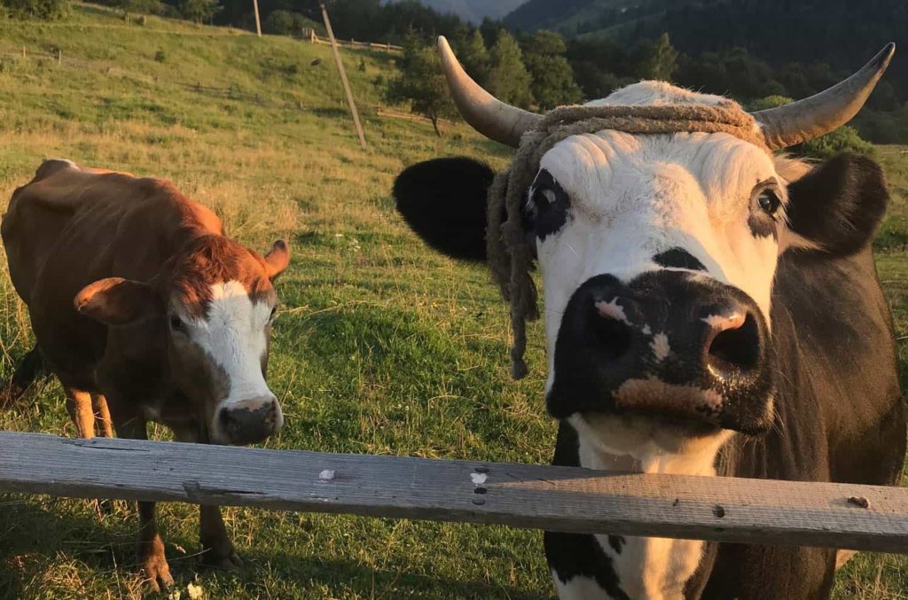 Random Tables RPG - Tabletop Encounters